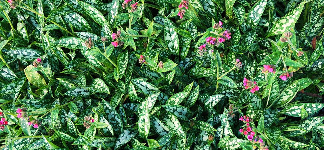 Unique Plant |Specialty and Rarities | Little Prince of Oregon Nursery
