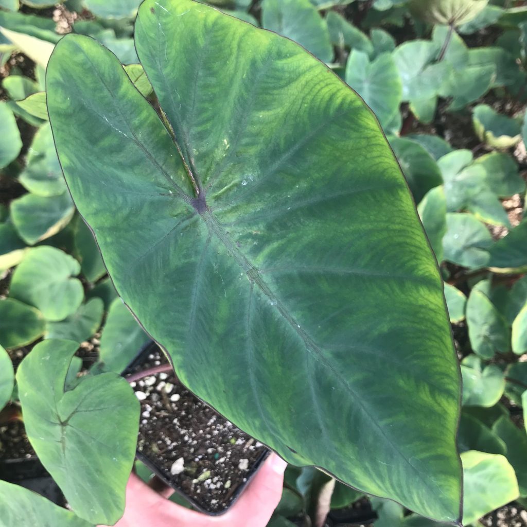 Pteris cretica 'Albolineata' - Variegated Cretan Brake Fern (4.5" Pot ...