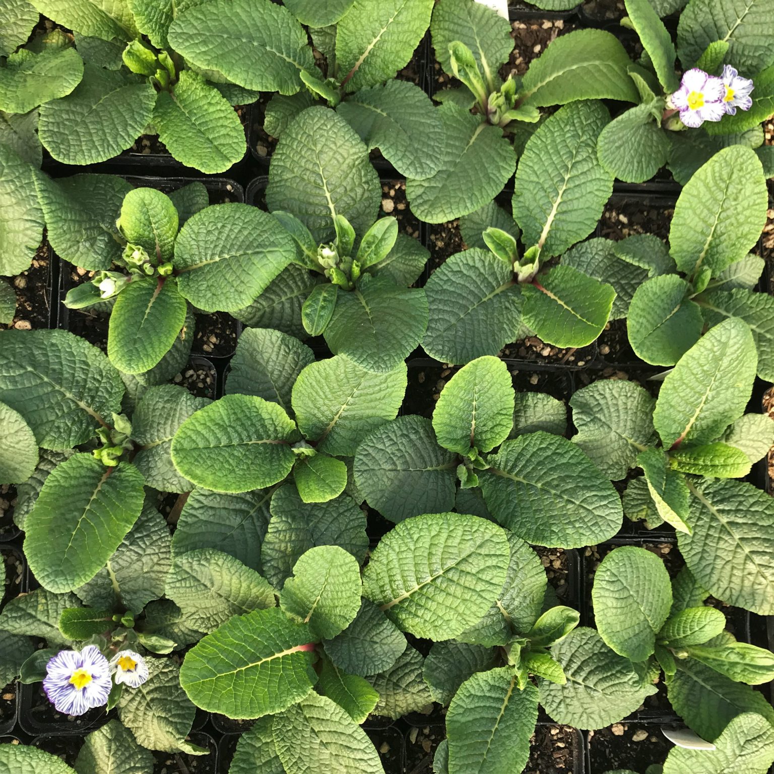 Primula acaulis Blue Zebra® - Primrose (4.5" Pot) | Little Prince of ...