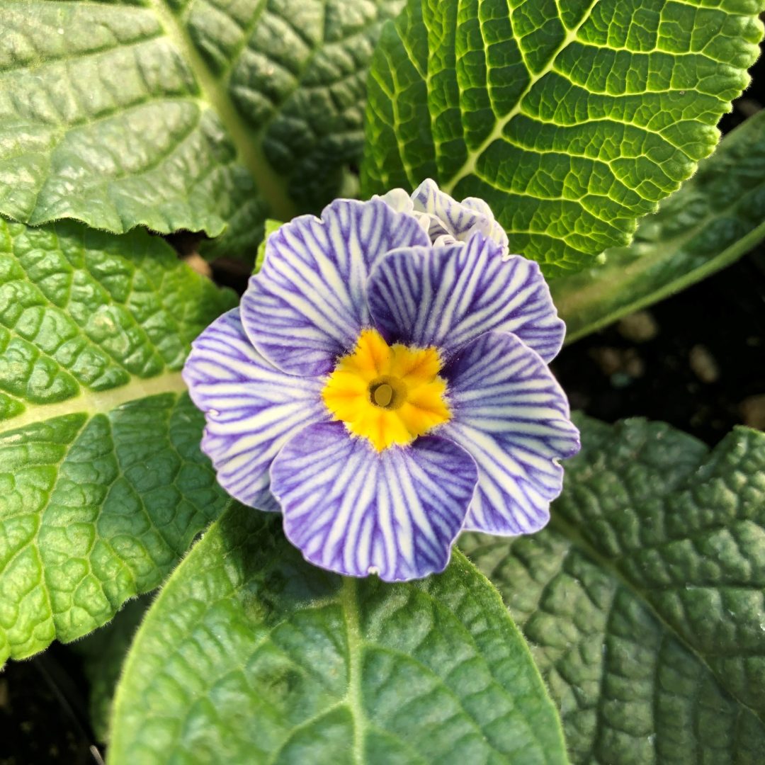 Primula acaulis Blue Zebra® - Primrose (4.5" Pot) | Little Prince of ...