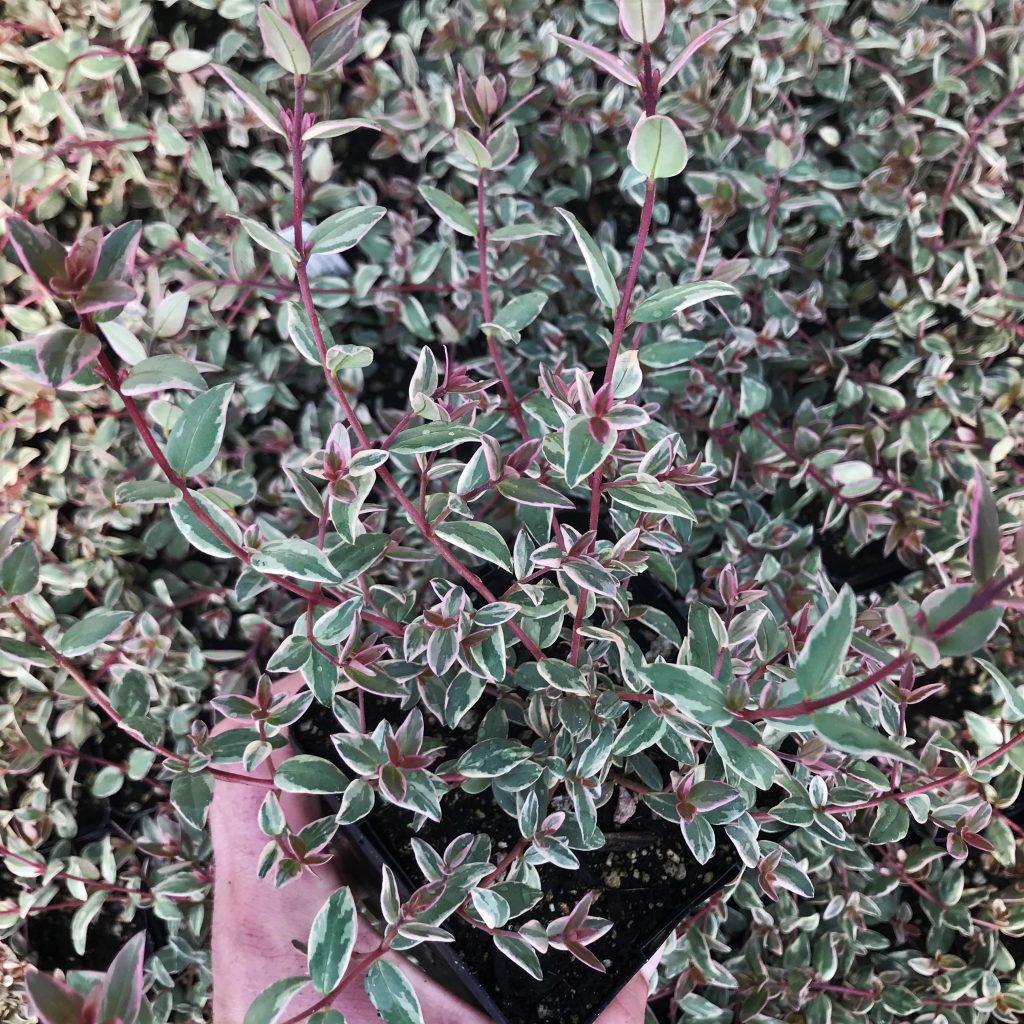 Ugni molinae ‘Flambeau’ – Variegated Chilean Guava