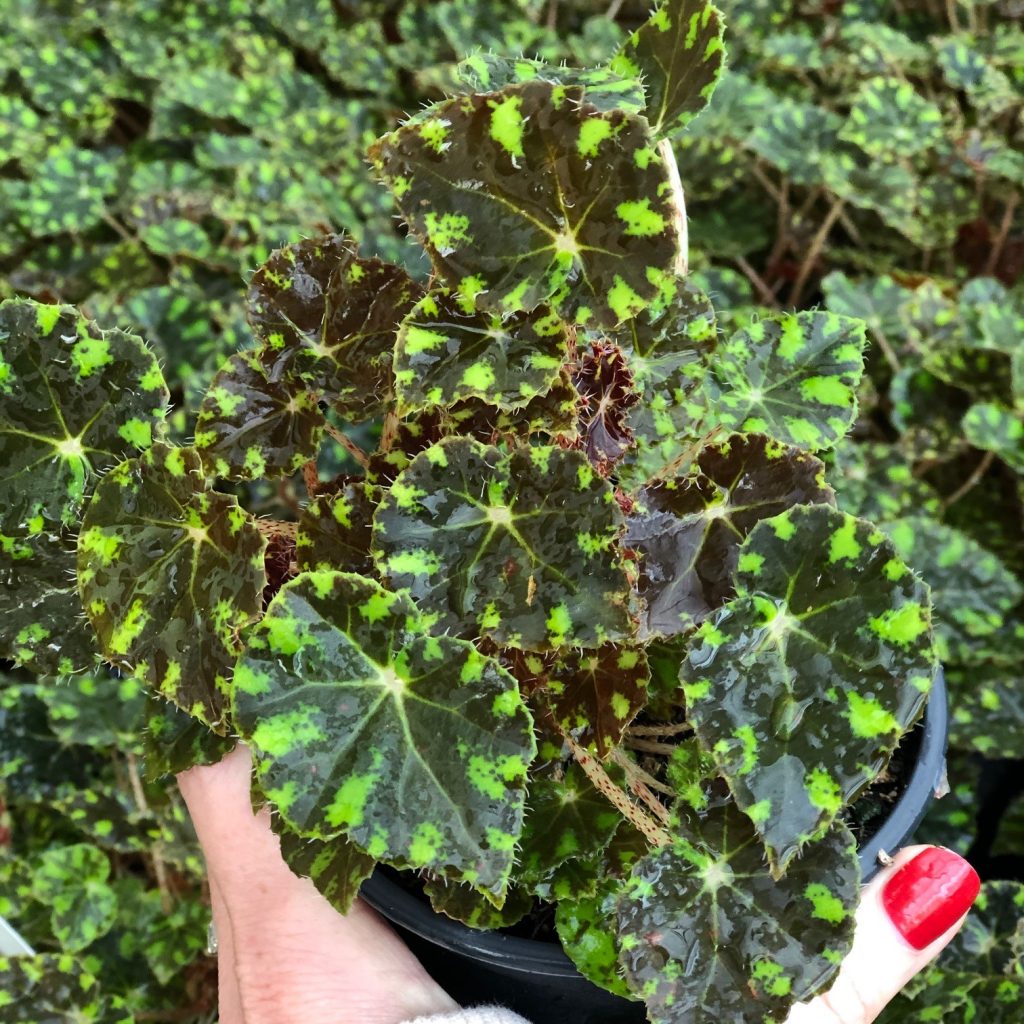 Begonia 'Kit Kat' (4.5" Pot) | Little Prince of Oregon Nursery