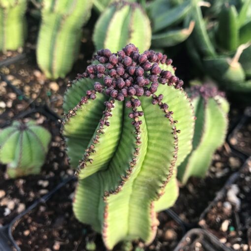 Euphorbia anoplia - Tanzanian Zipper Plant (2" Pot) | Little Prince of ...