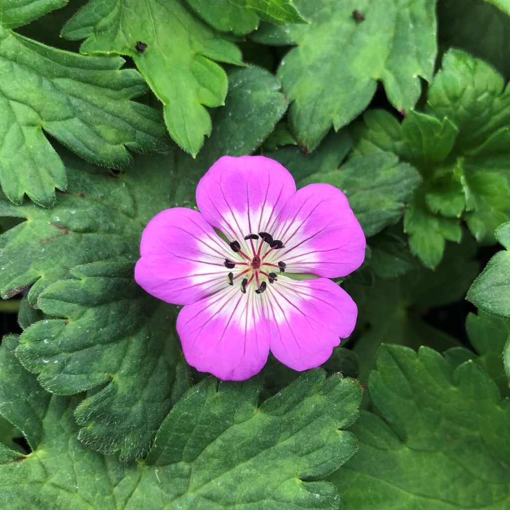 Geranium 'Bloomtime' - Cranesbill (4.5" Pot) | Little Prince of Oregon ...