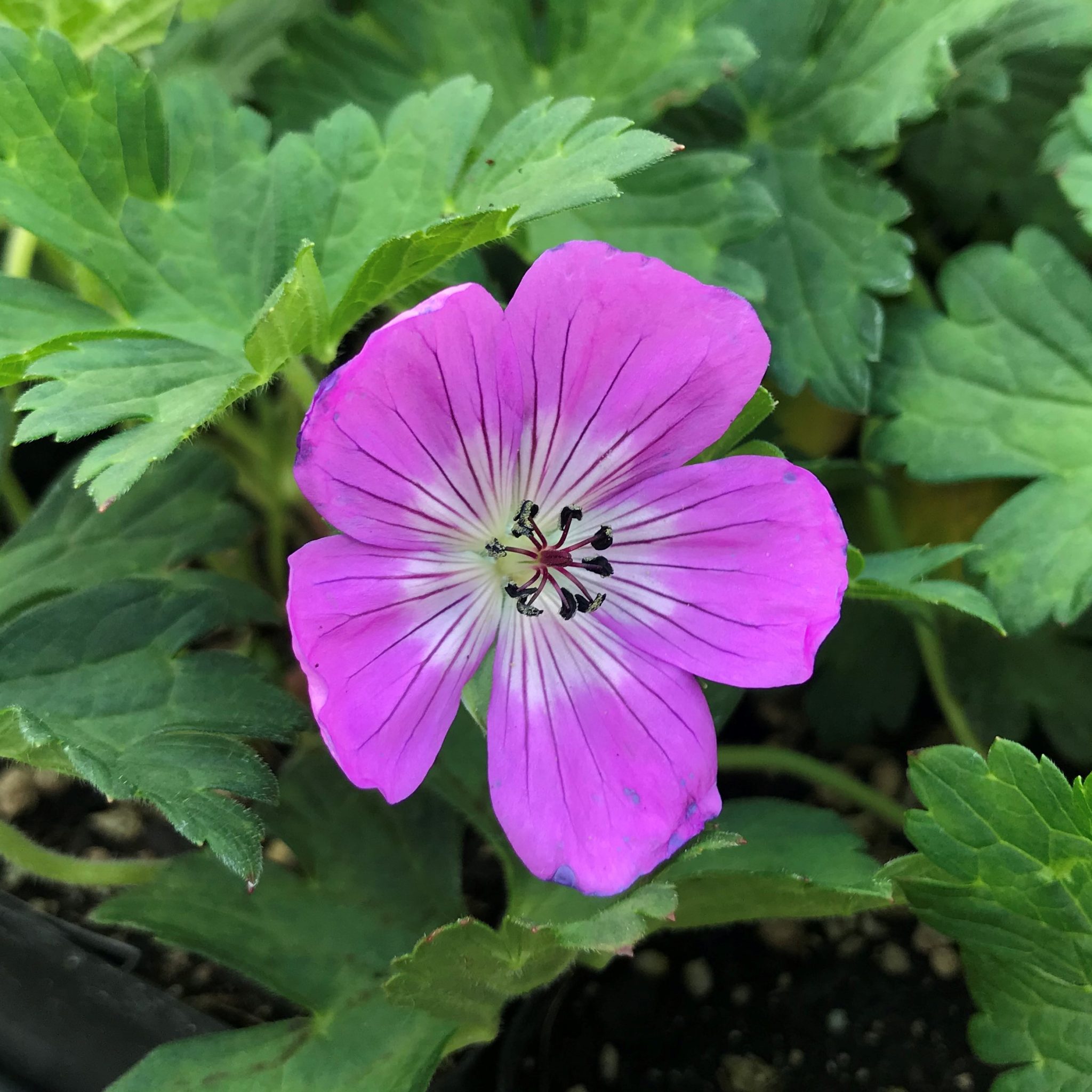 Geranium 'Bloomtime' - Cranesbill (4.5" Pot) | Little Prince of Oregon ...