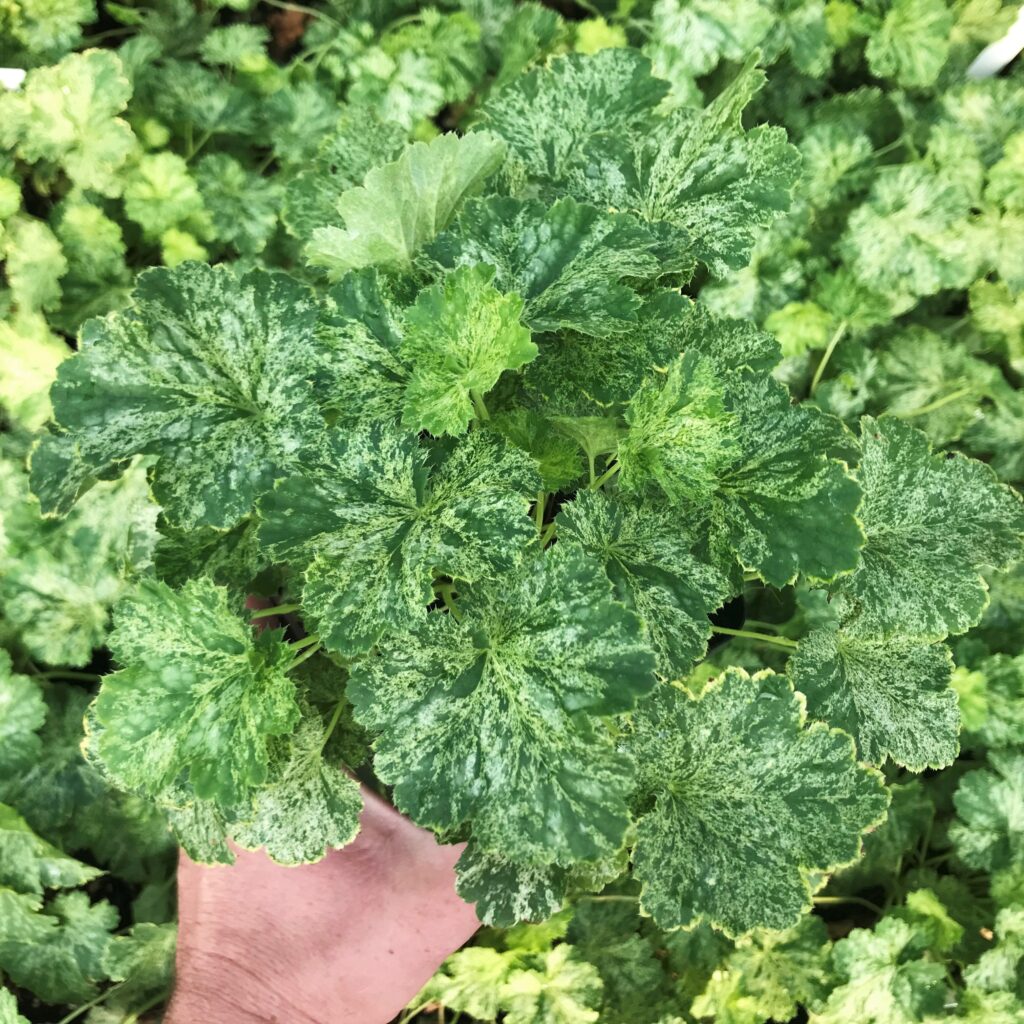 Heuchera sanguinea 'Snow Angel' - Coral Bells (4.5" Pot) | Little ...