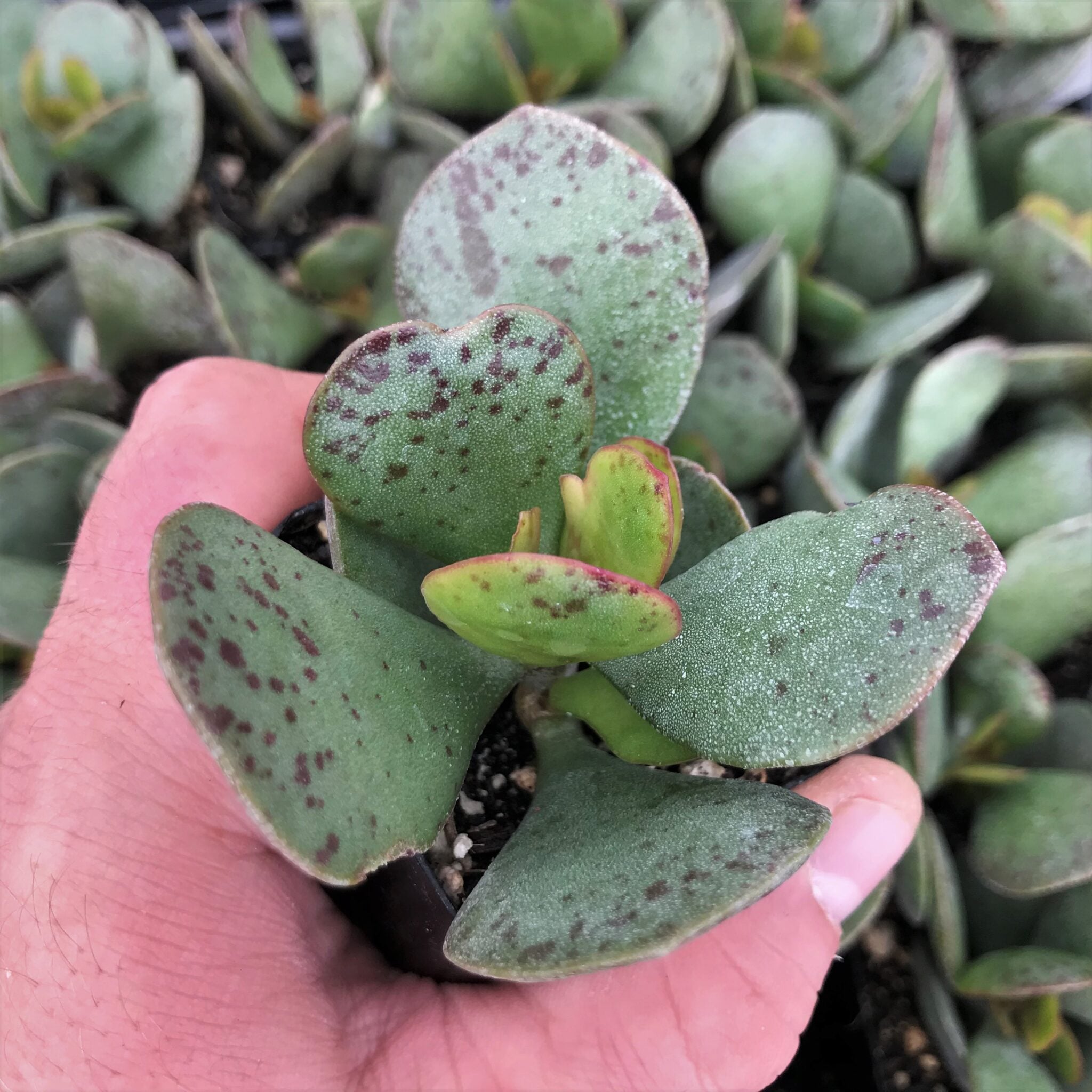Titanopsis calcareum - Concrete Leaf Succulent, Mimicry Plants (2" Pot ...