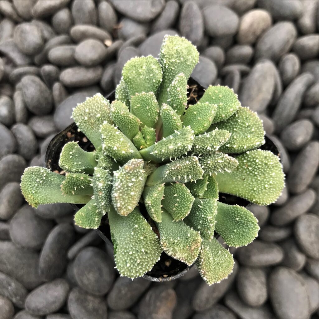 Aloinopsis luckhofffii (2" Pot) | Little Prince of Oregon Nursery