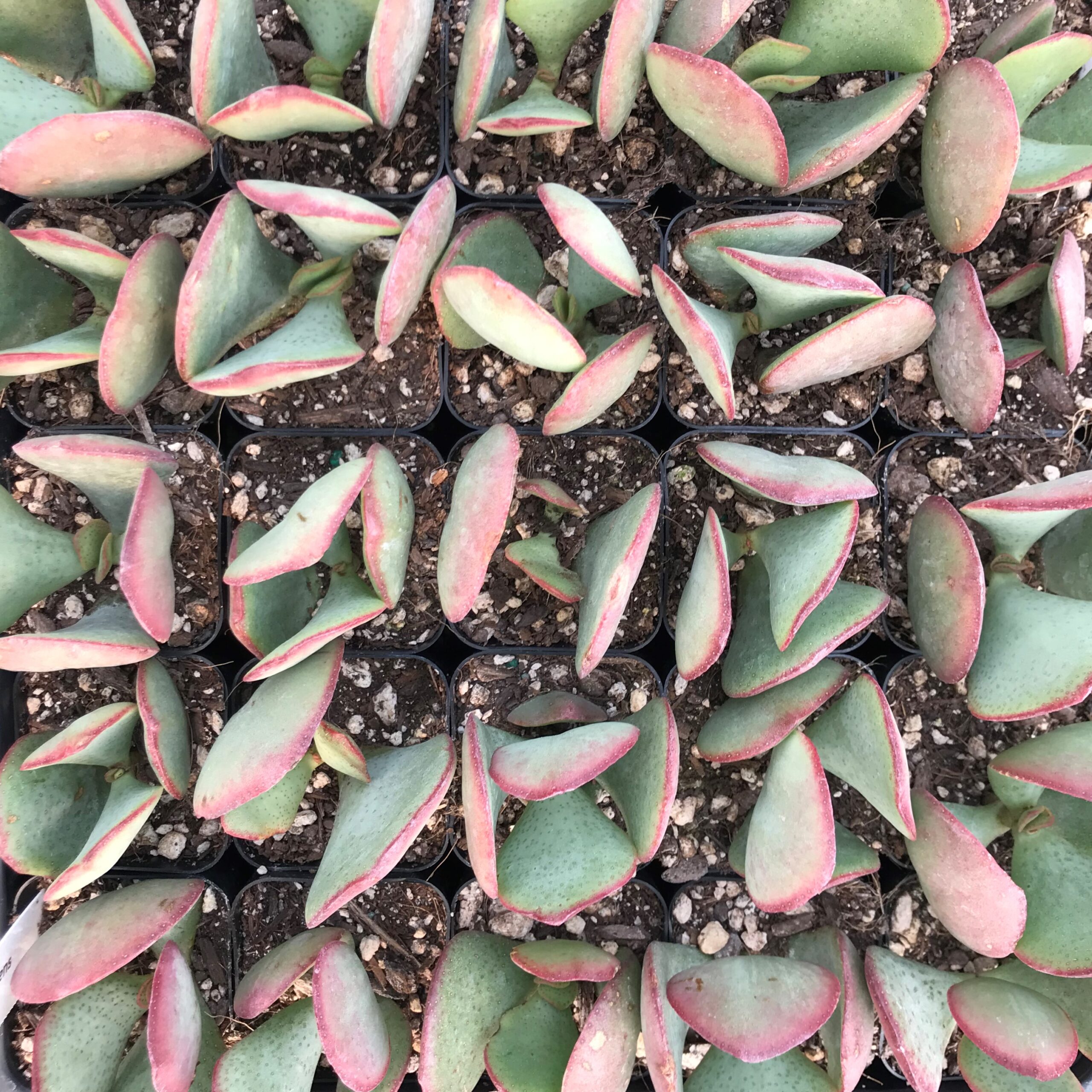 Crassula arborescens 'Blue Hale' - Blue Jade (2" Pot) | Little Prince ...
