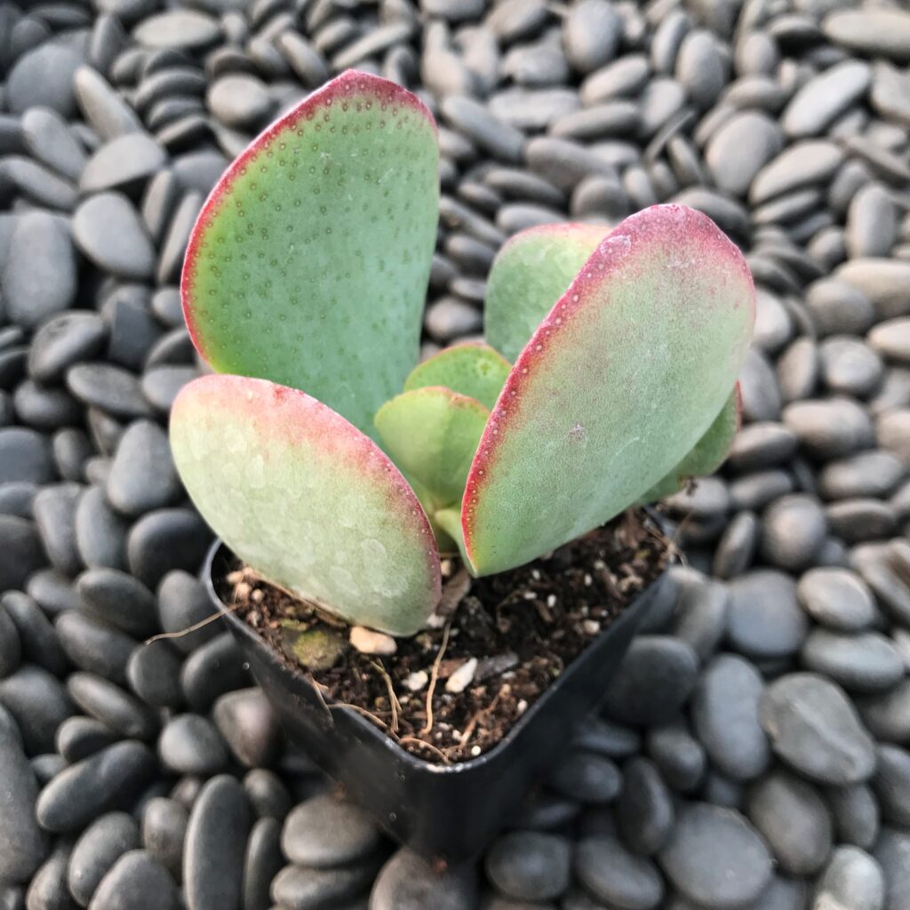 Crassula arborescens 'Blue Hale' - Blue Jade (2" Pot) | Little Prince ...