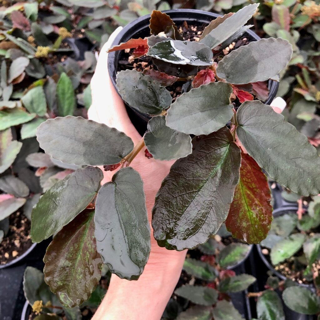 Pellionia repens (Red Form) – Trailing Watermelon Begonia (4.5" Pot ...