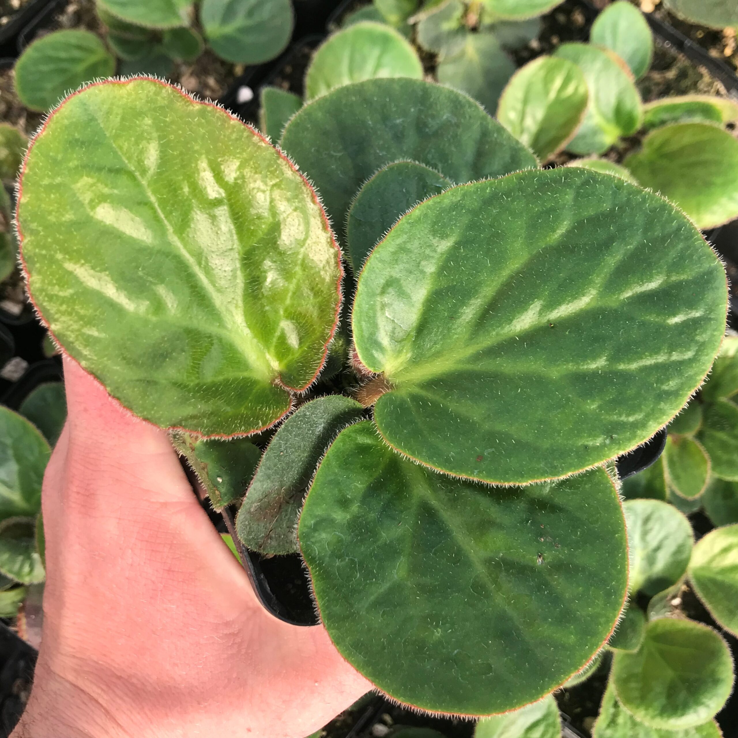 Bergenia ciliata 'Dumbo' - Dumbo Pig Squeak (4.5" Pot) | Little Prince ...