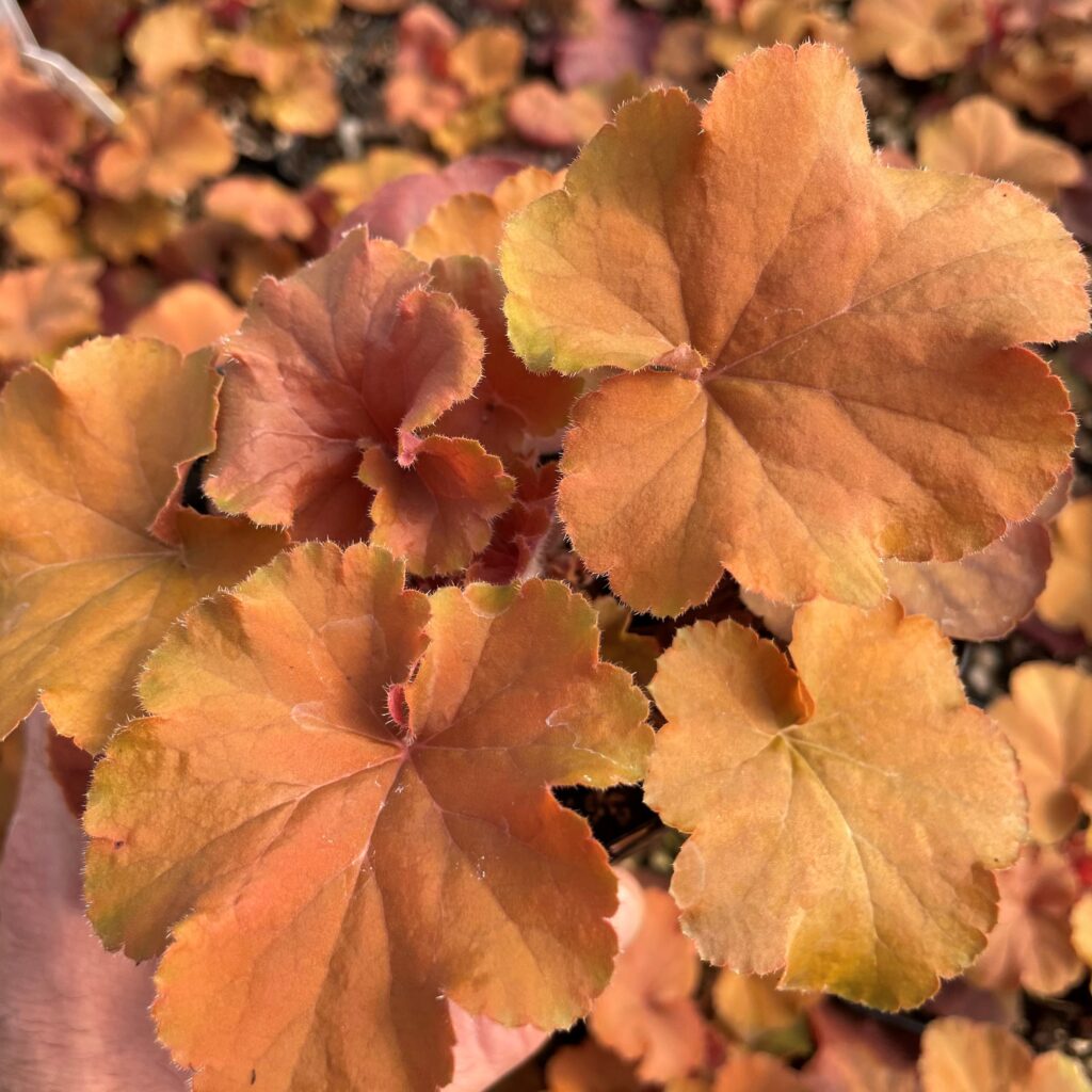 Heuchera Northern Exposure­™ Amber - Coral Bells USPP #29,397 (4.5" Pot ...