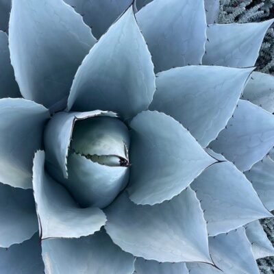 Agave ovatifolia 'Frosty Blue' - Century Plant (4.5" Pot) | Little ...