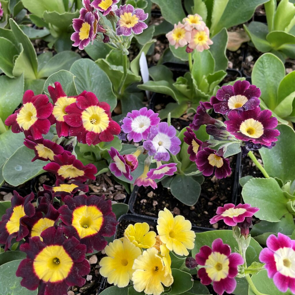 Primula x pubescens 'Kaleidoscope' - Garden Auricula Primrose (4.5" Pot ...