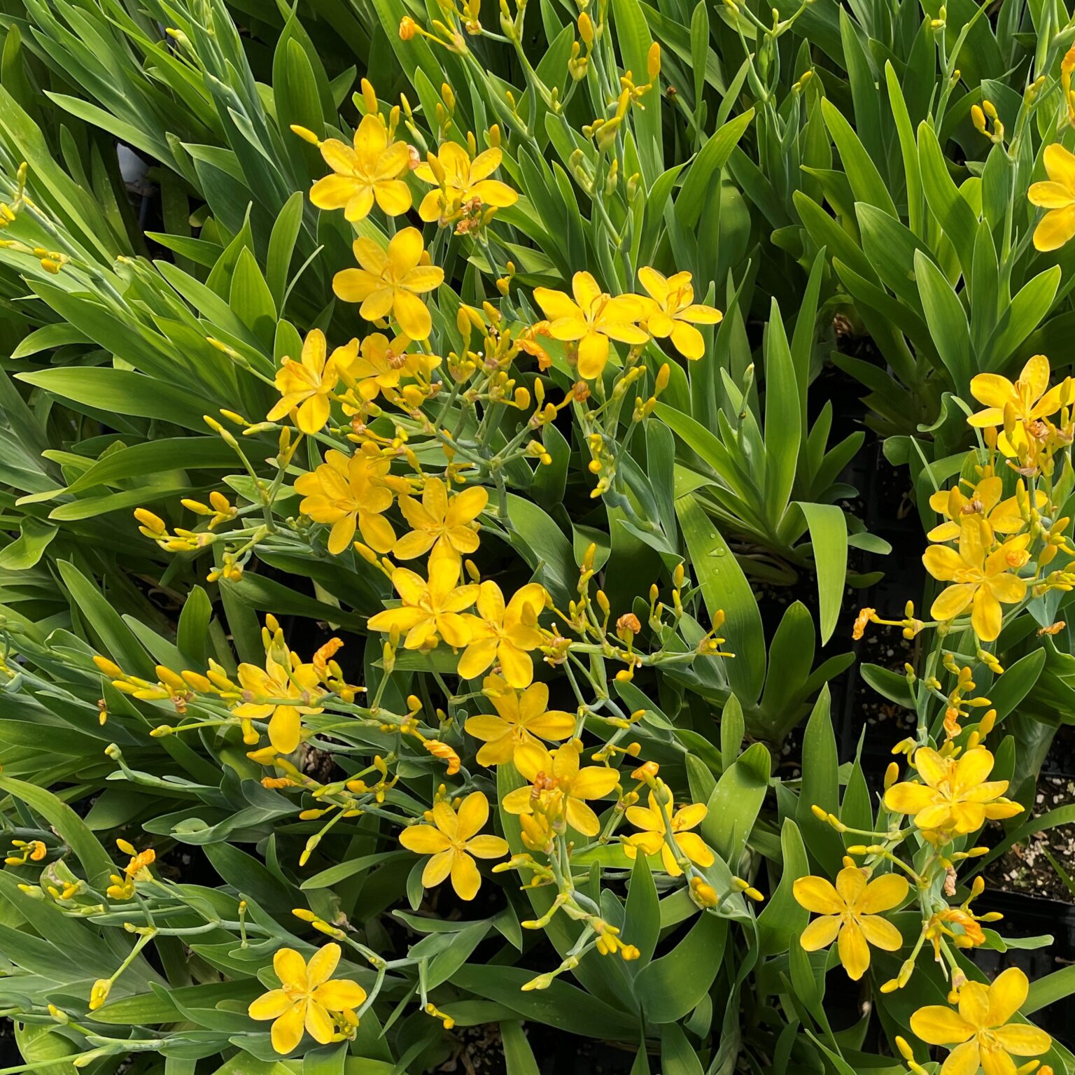 Belamcanda chinensis 'Hello Yellow' - Dwarf Blackberry Lily (4.5" Pot ...