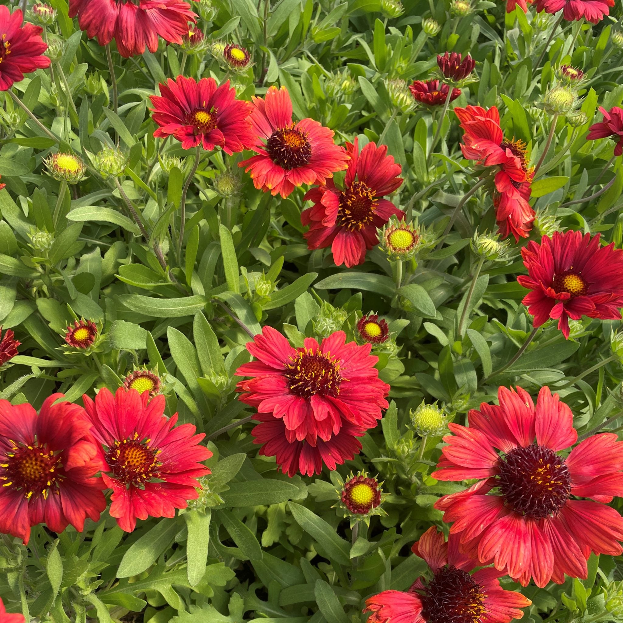 Gaillardia x grandiflora 'Mesa™ Red' - Blanket Flower (4" Pot) | Little ...
