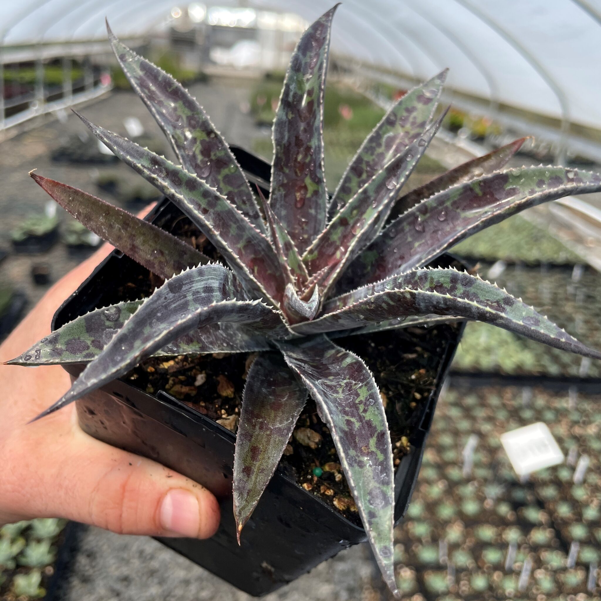 Mangave Mad About Mangave® 'Black Magic' - PPAF (4.5" Pot) | Little ...