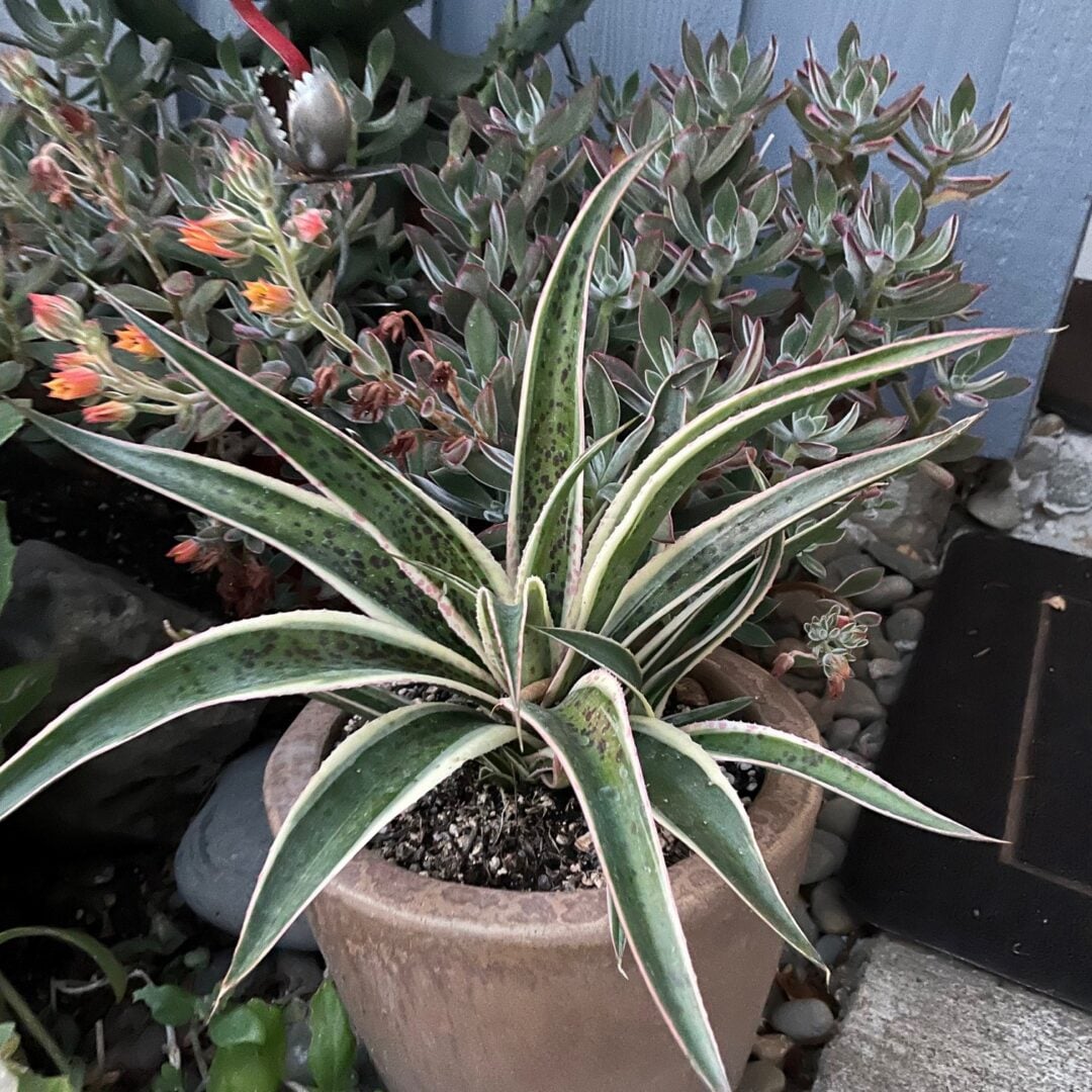 Mangave Mad About Mangave® 'Snow Leopard' - USPP #31,137 (4.5" Pot ...