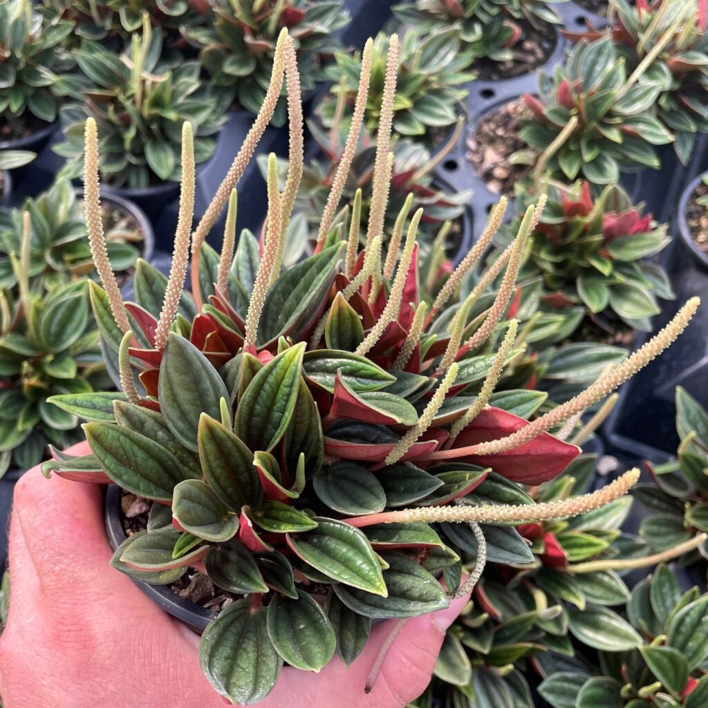 Peperomia 'Rosso' (4.5" Pot) | Little Prince of Oregon Nursery