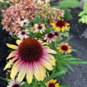Oregon Nursery | Buy Plants Online for Delivery | Little Prince To Go