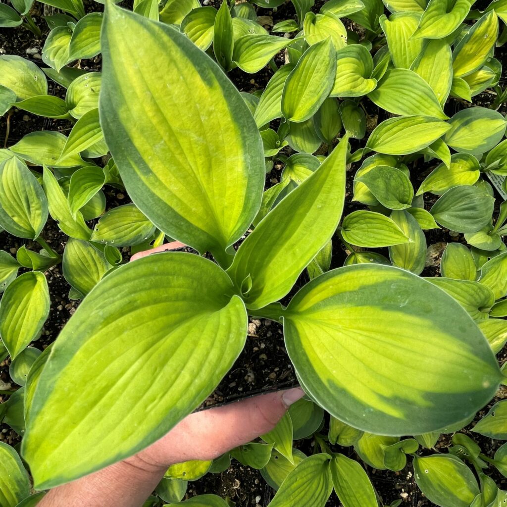 Hosta 'Captain Kirk' - Plantain Lily (3.5" Pot) | Little Prince of ...