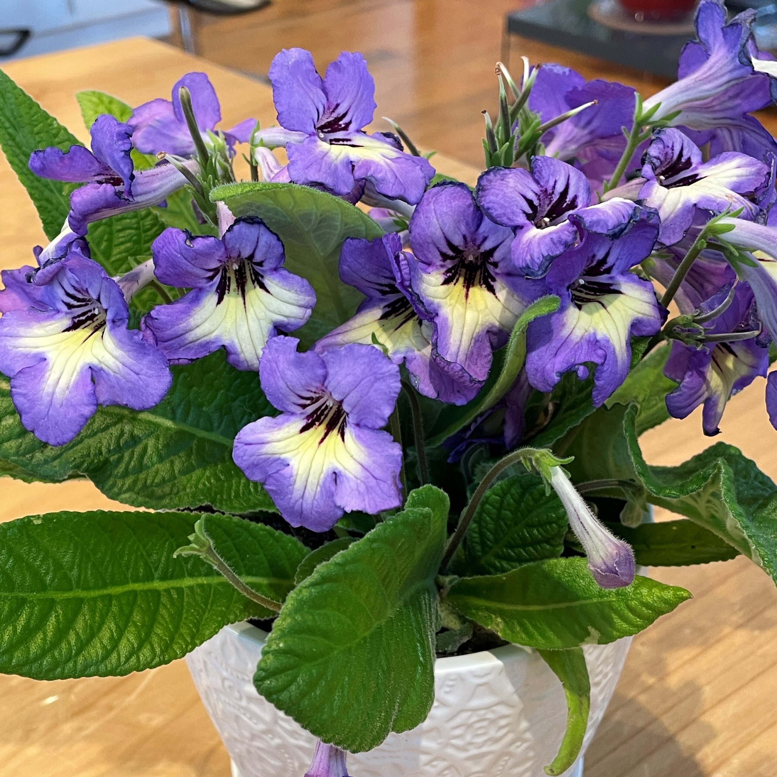 Streptocarpus Ladyslippers™ Blue White Center - Cape Primrose (4.5" Pot ...