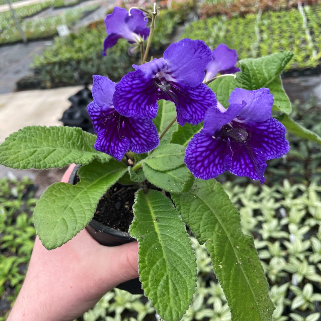 Streptocarpus 'Harlequin Blue' - Cape Primrose (4.5" Pot) | Little ...