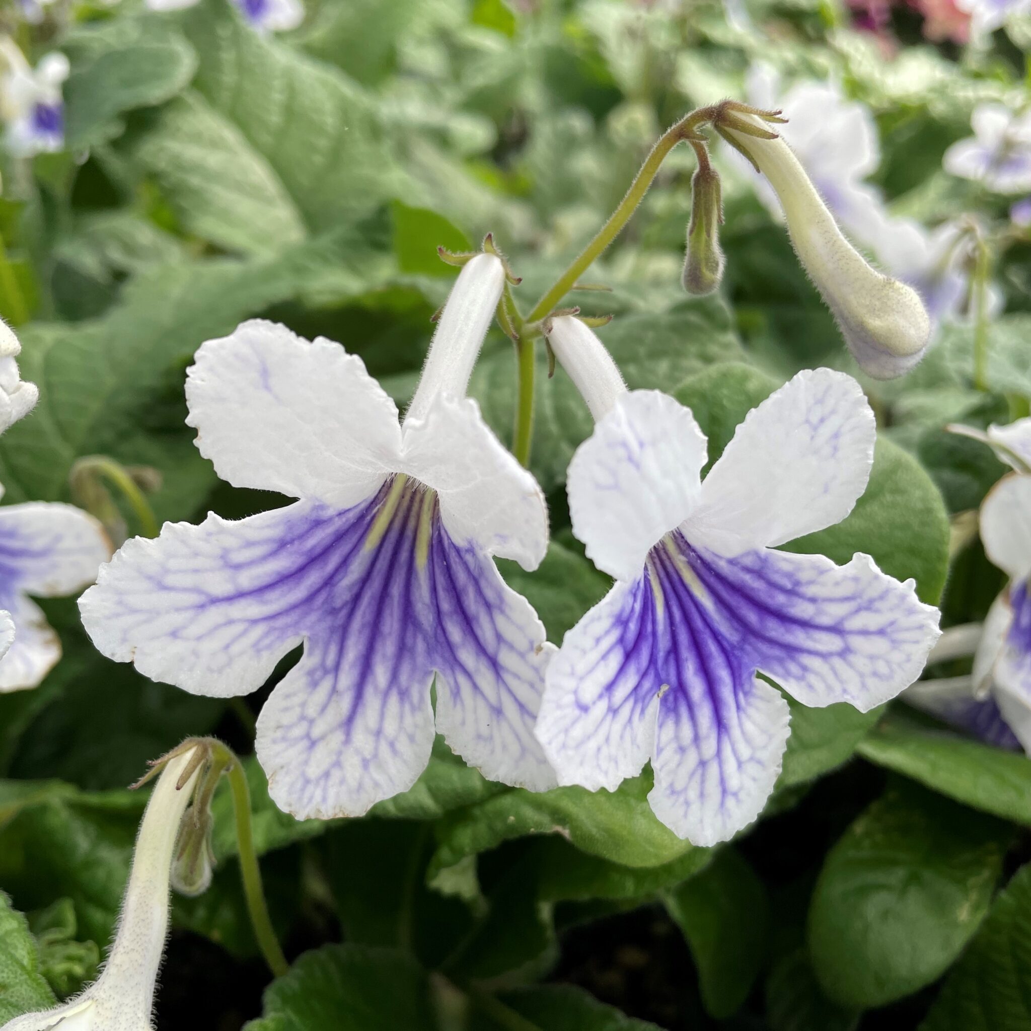 Streptocarpus 'Harlequin Blue' - Cape Primrose (4.5" Pot) | Little ...