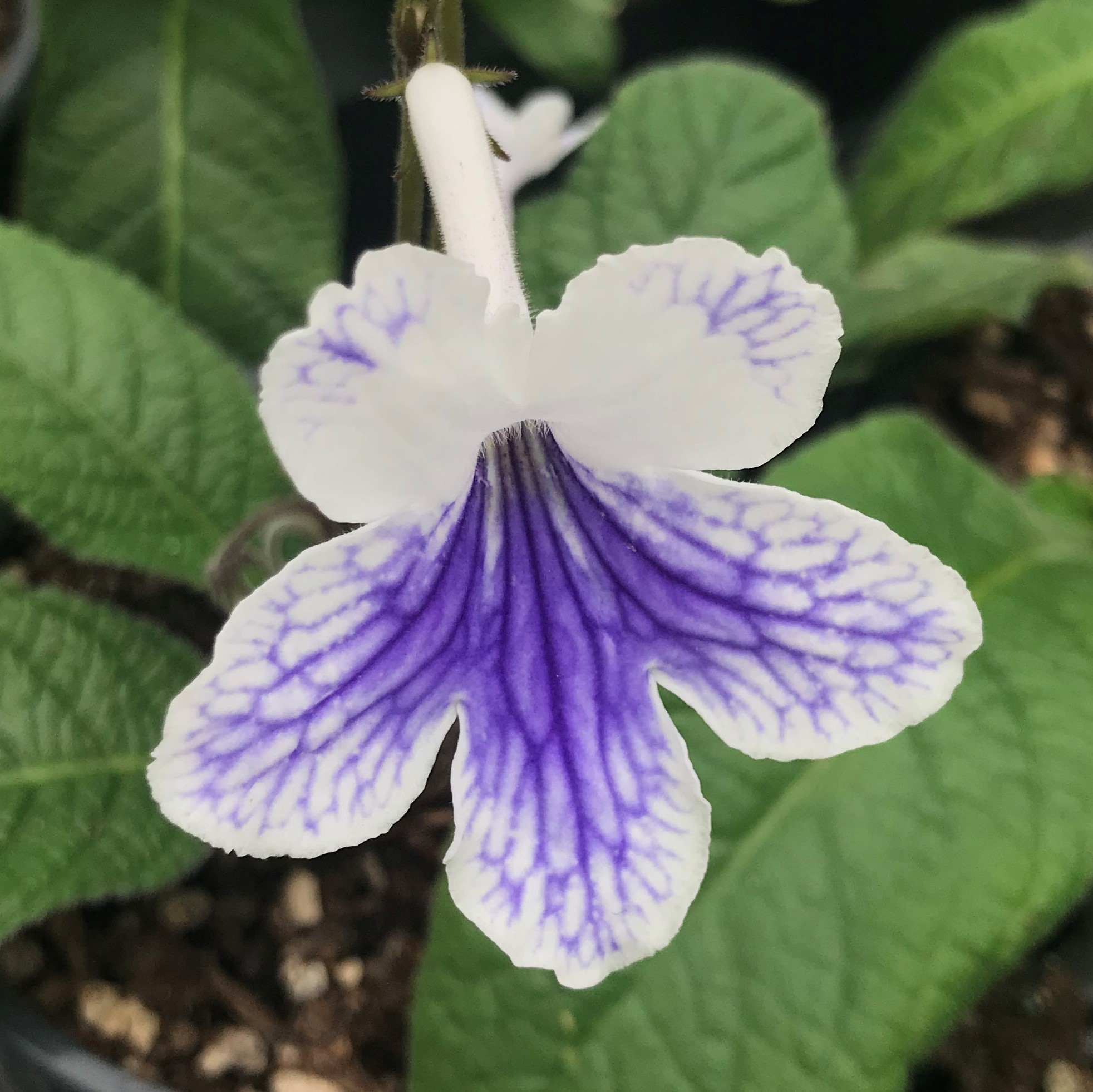 Streptocarpus Ladyslippers™ 'White Ice' - Cape Primrose (4.5" Pot ...