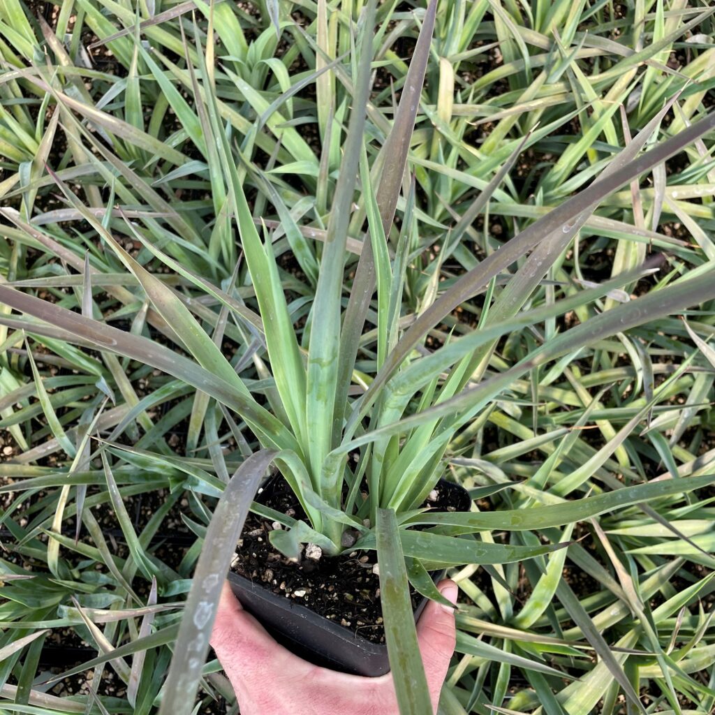 Yucca aloifolia 'Magenta Magic' (4.5" Pot) | Little Prince of Oregon ...