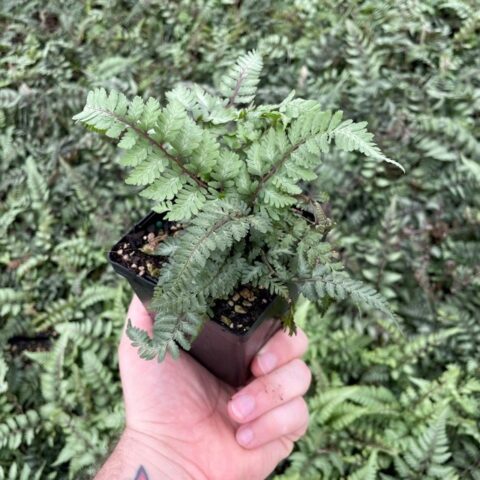 Athyrium niponicum 'Godzilla' - Giant Japanese Painted Fern (3.5" Pot ...