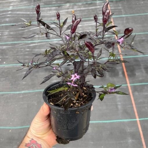 Capsicum annuum 'Midnight Fire' - Ornamental Pepper (4.5" Pot) | Little ...