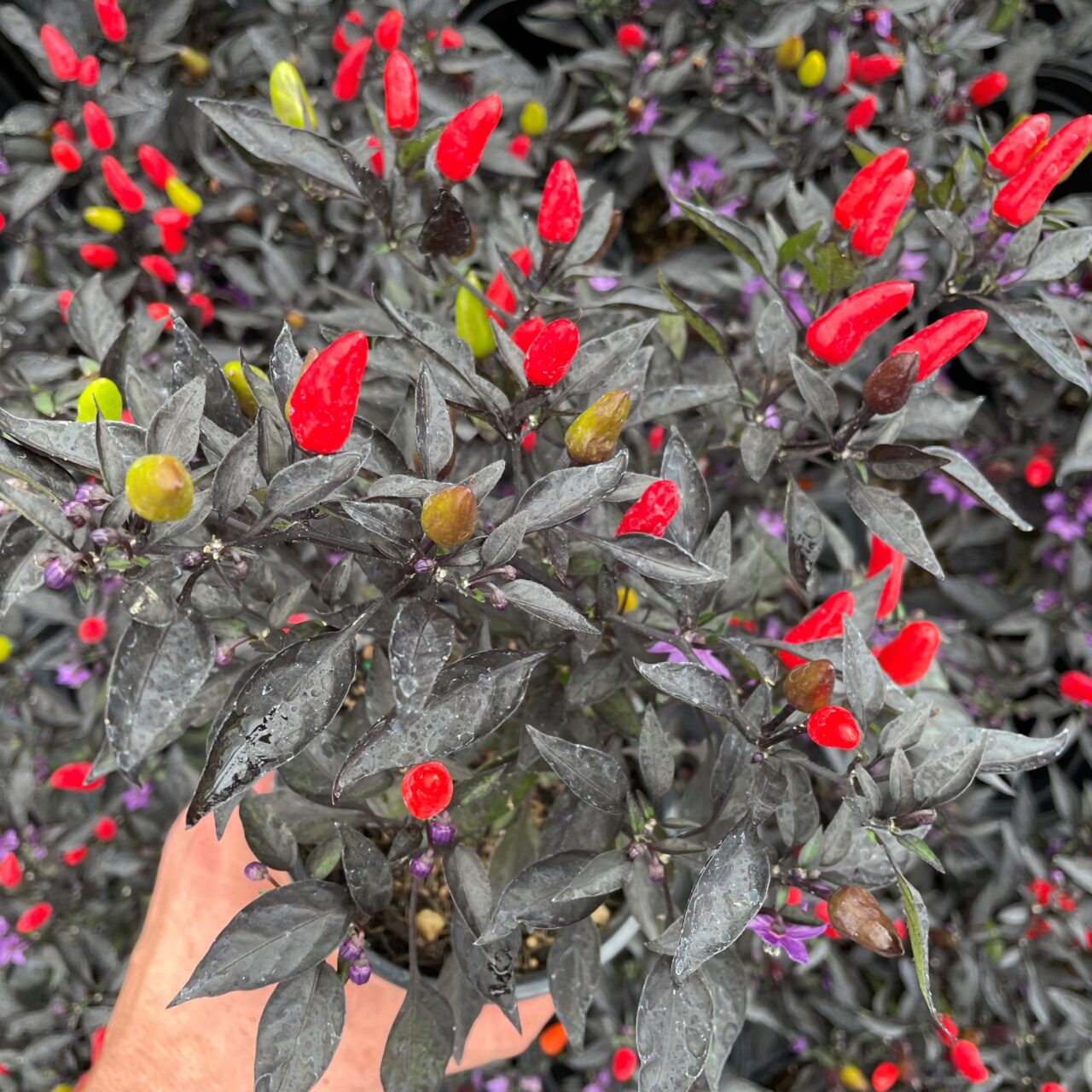 Capsicum annuum 'Midnight Fire' - Ornamental Pepper (4.5" Pot) | Little ...