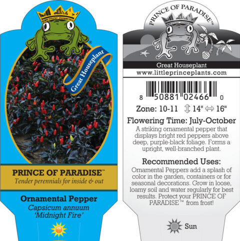 Capsicum annuum 'Midnight Fire' - Ornamental Pepper (4.5" Pot) | Little ...
