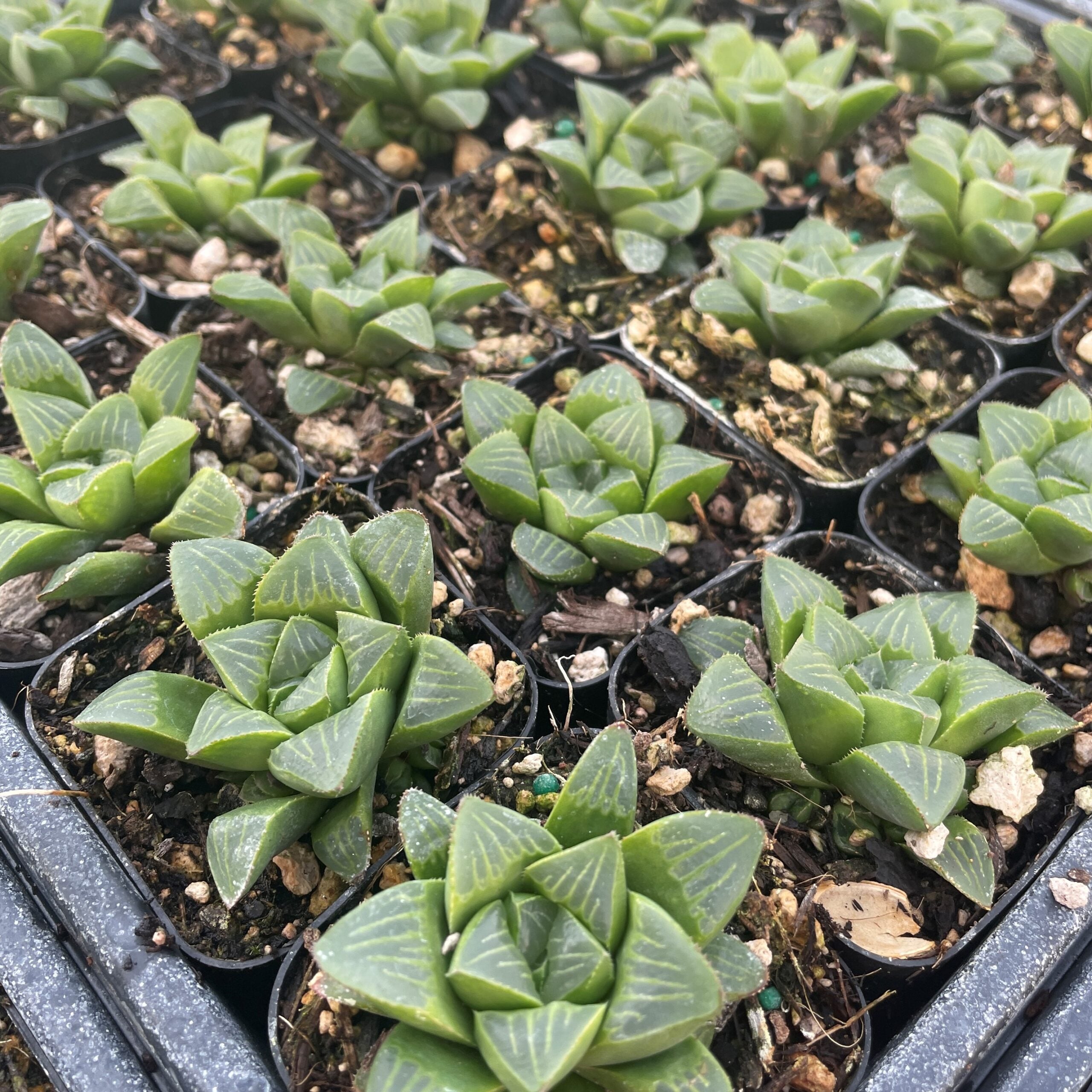 Shop 15 Types of 'Astrophytum Star Cactus' Plants Online