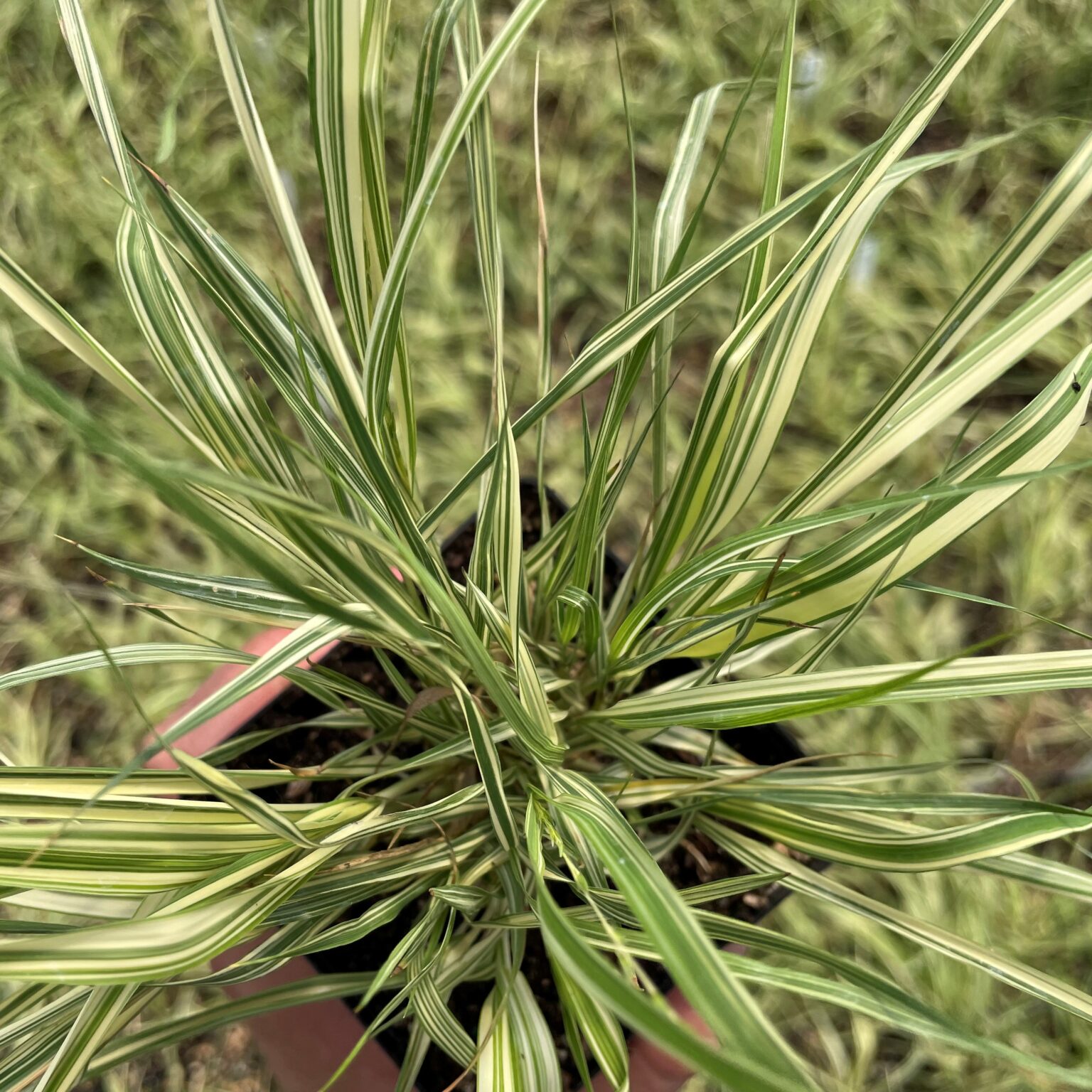 Molinia caerulea 'Variegata' - Variegated Moor Grass (3.5" Pot ...