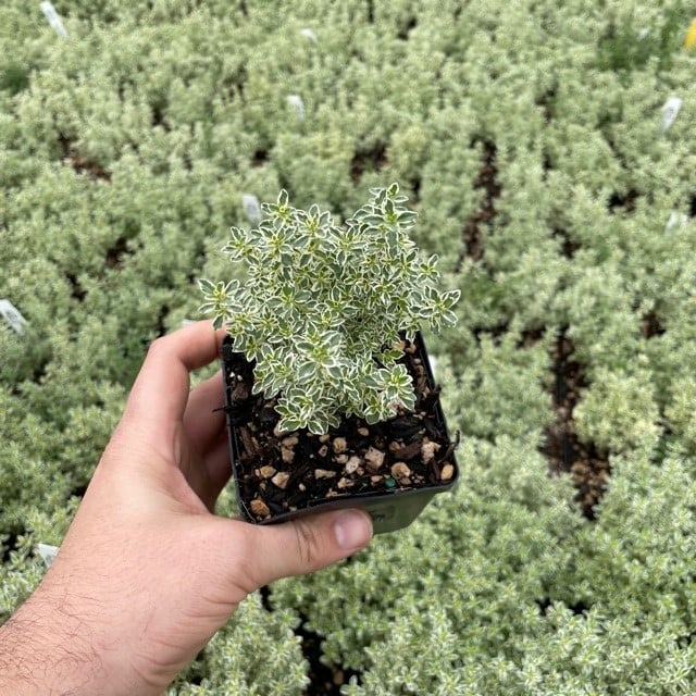 Thymus 'Sparkling Bright'™ - Creeping Thyme (3.5" Pot) | Little Prince ...
