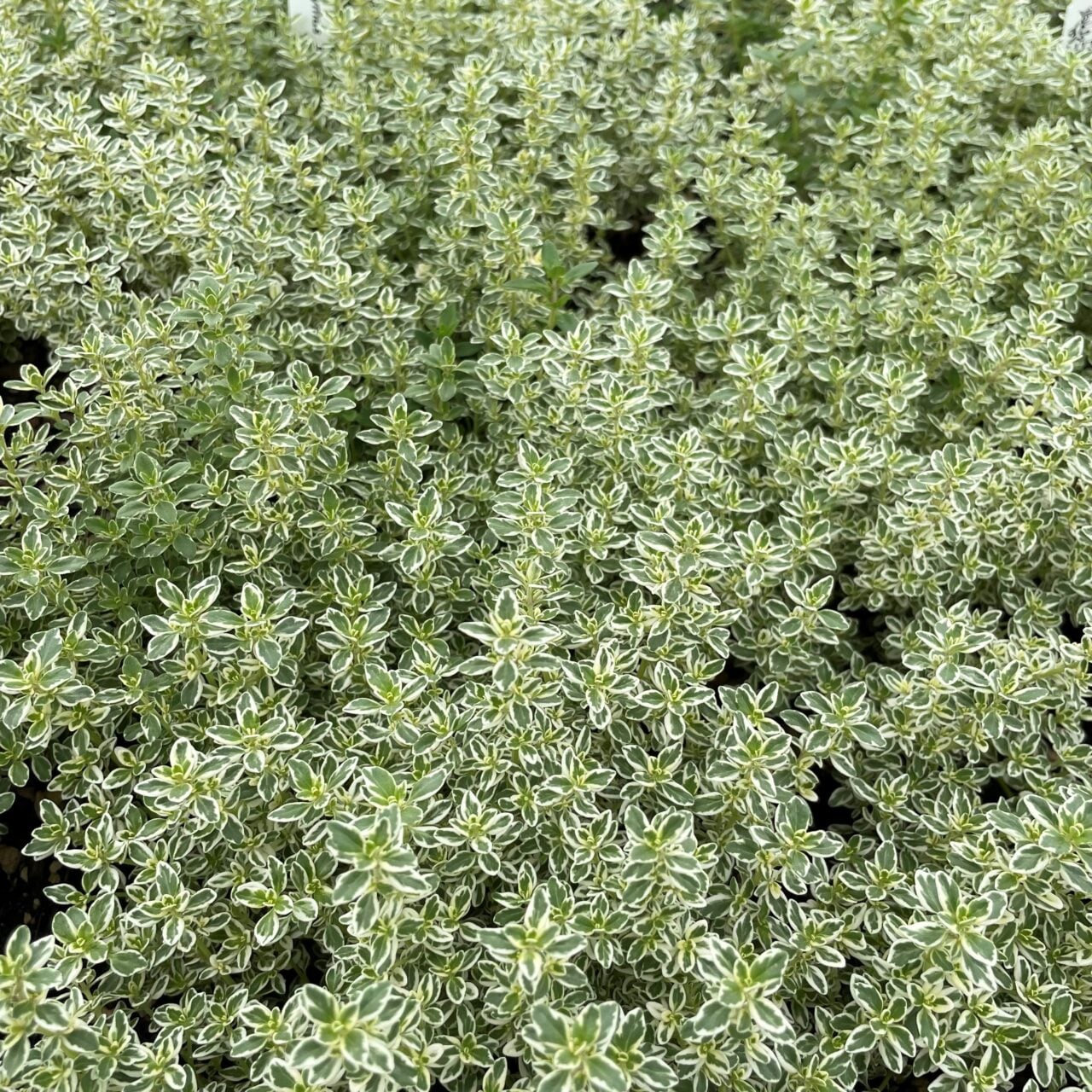 Thymus 'Sparkling Bright'™ - Creeping Thyme (3.5" Pot) | Little Prince ...