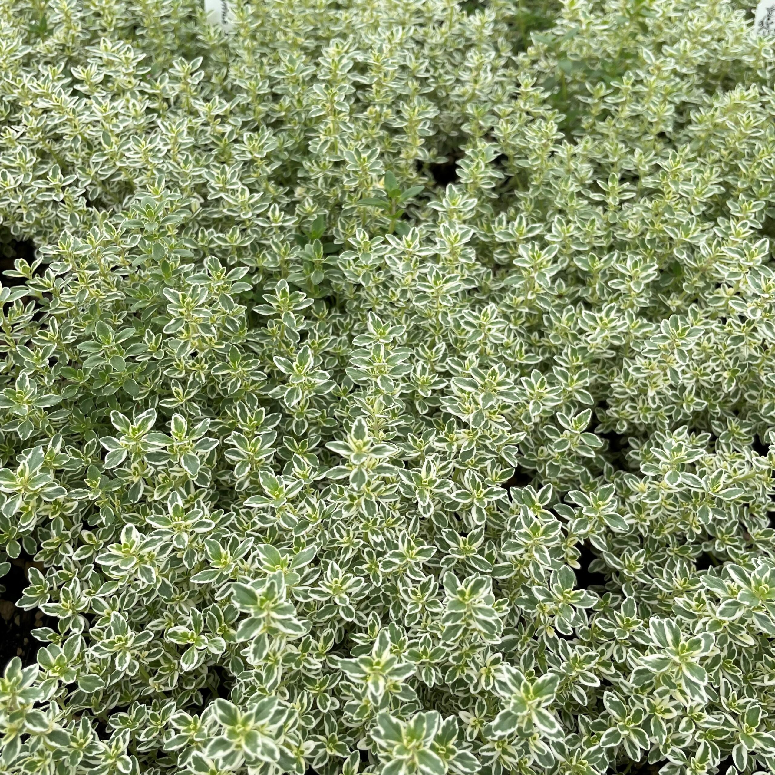 Thymus 'Sparkling Bright'™ - Creeping Thyme (3.5" Pot) | Little Prince ...