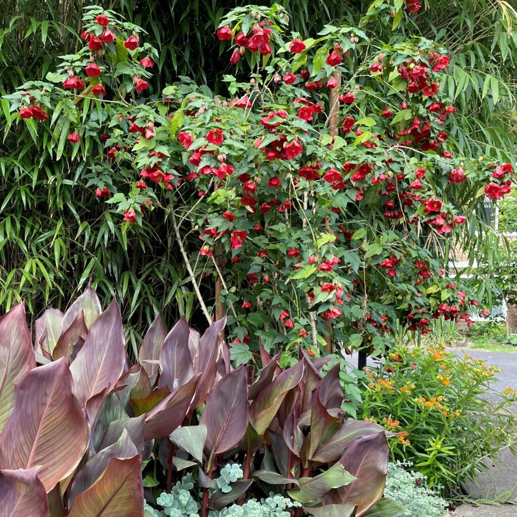 Abutilon 'Nabob' - Red Flowering Maple (4.5" Pot) | Little Prince To Go