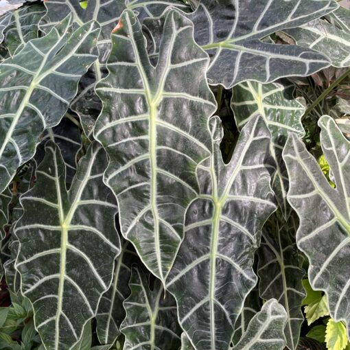 Alocasia x amazonica 'Dwarf Amazonica' - Dwarf Elephant Ears (4.5" Pot ...