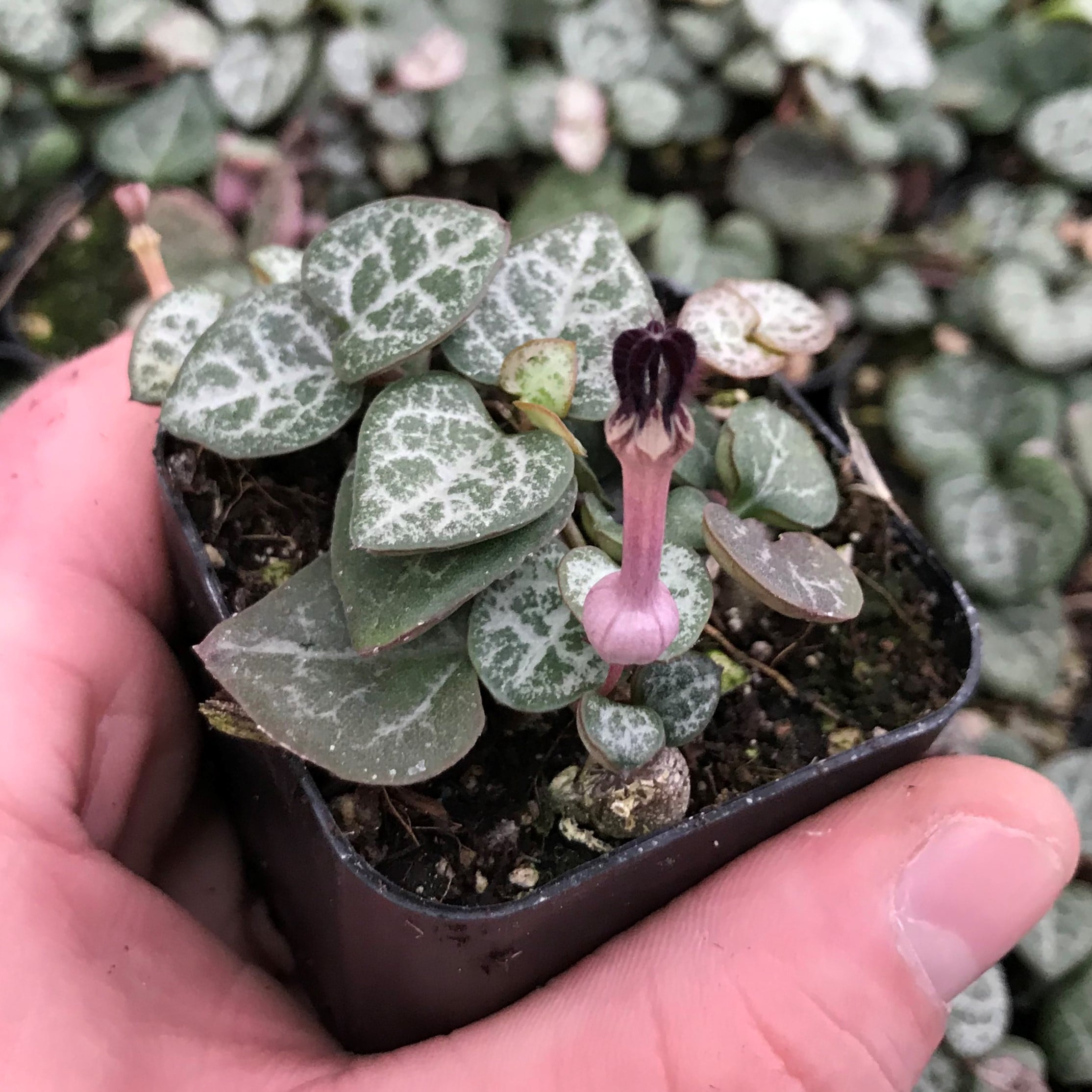 Ceropegia woodii - String of Hearts (2" Pot) | Little Prince of Oregon ...