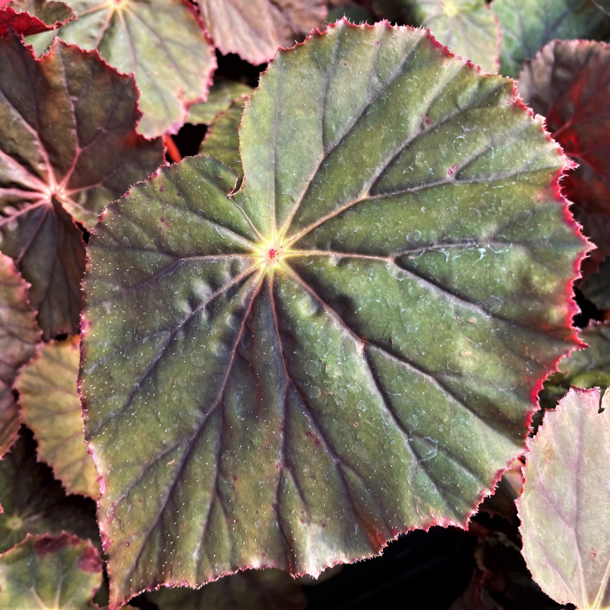 Begonia 'Plum Gorgeous' (4.5" Pot) | Little Prince To Go