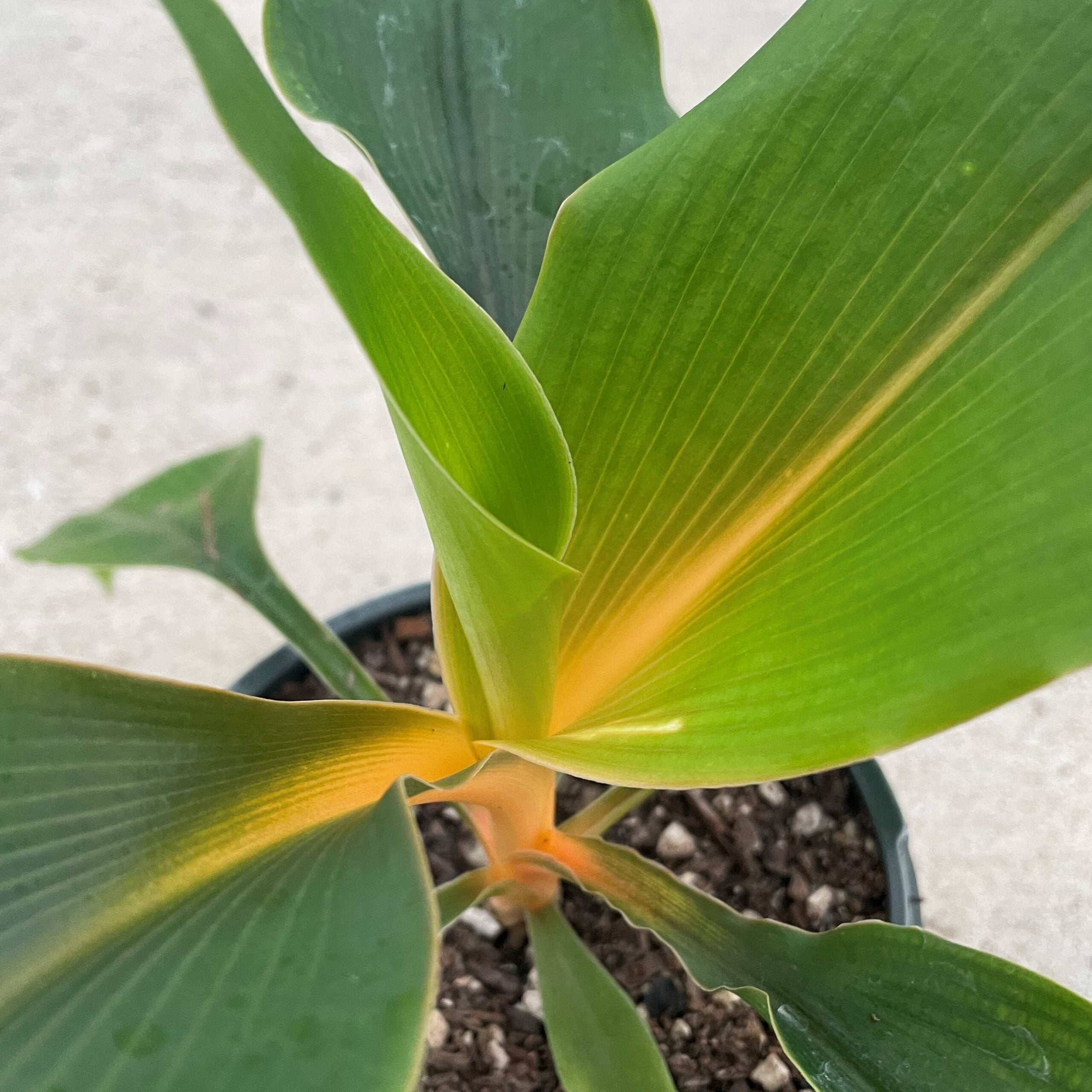 Chlorophytum orchidastrum Green/Orange - Fire Flash Spider Plant ...