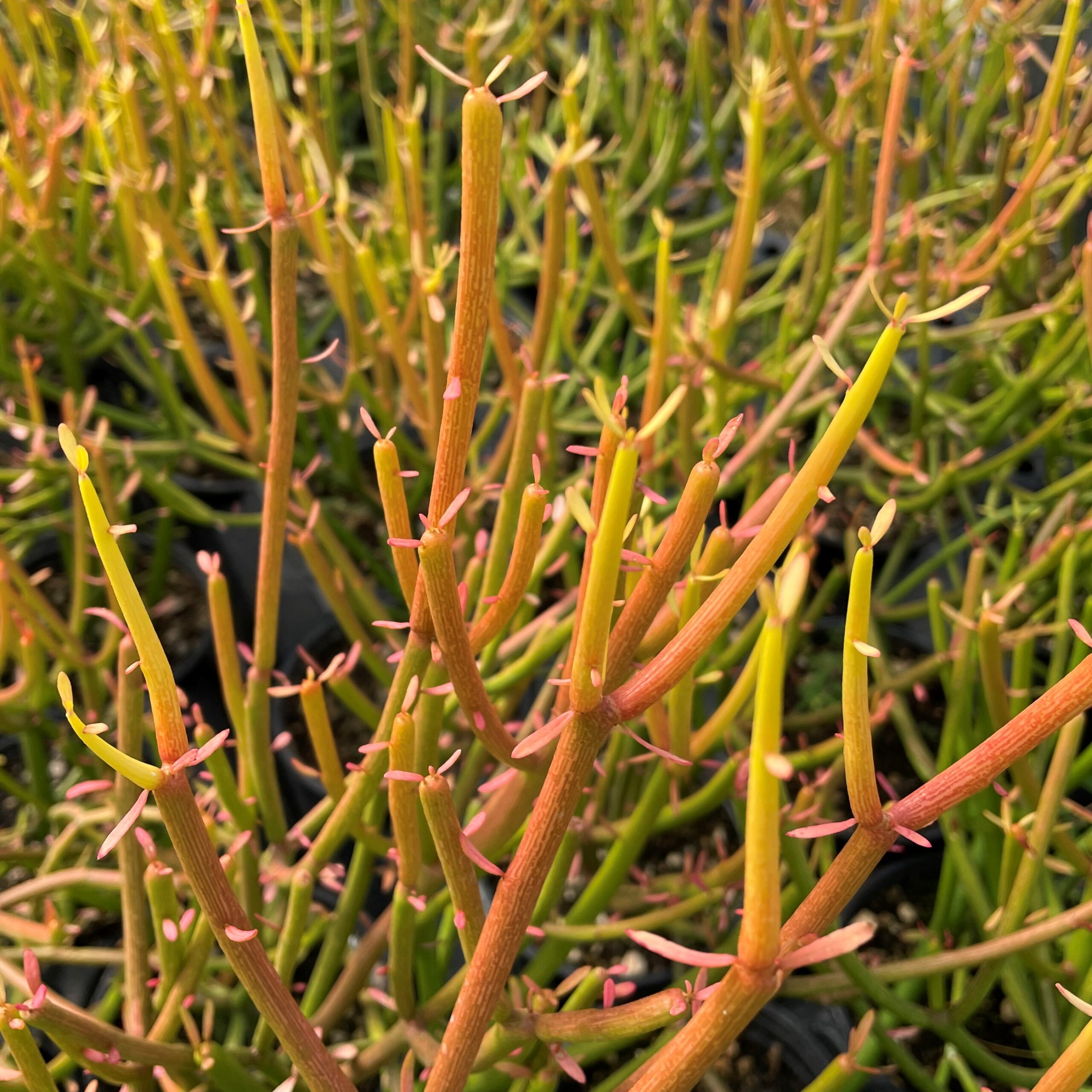 Euphorbia tirucalli rosea 'Firesticks' - Red Pencil Tree (4.5" Pot ...