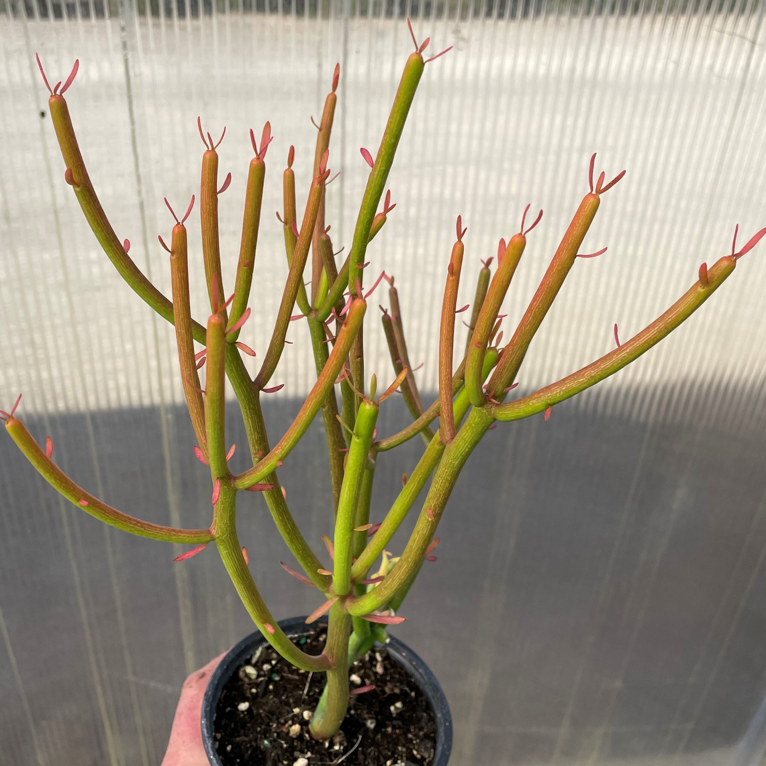 Euphorbia tirucalli rosea 'Firesticks' - Red Pencil Tree (4.5" Pot ...