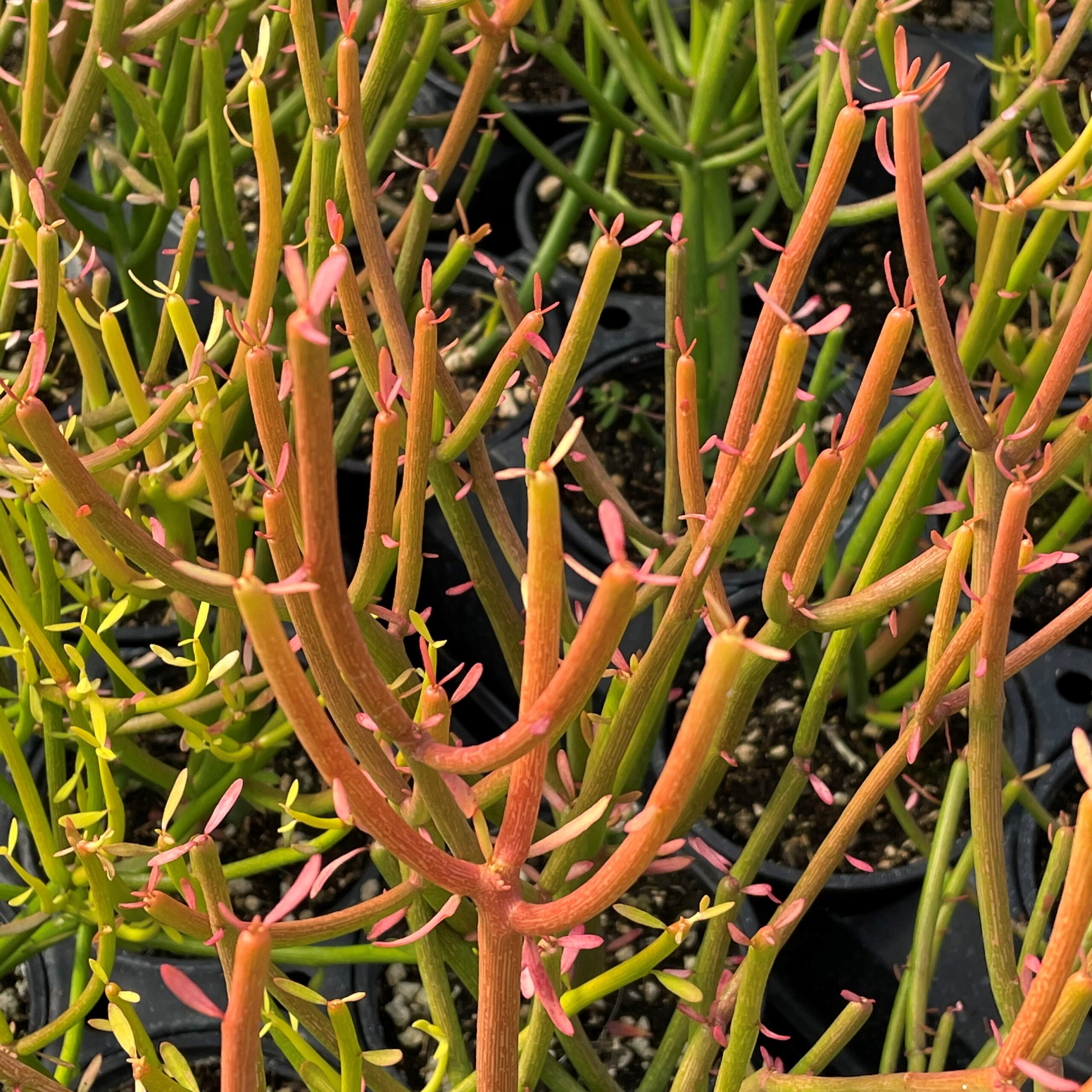 Euphorbia tirucalli rosea 'Firesticks' - Red Pencil Tree (4.5" Pot ...
