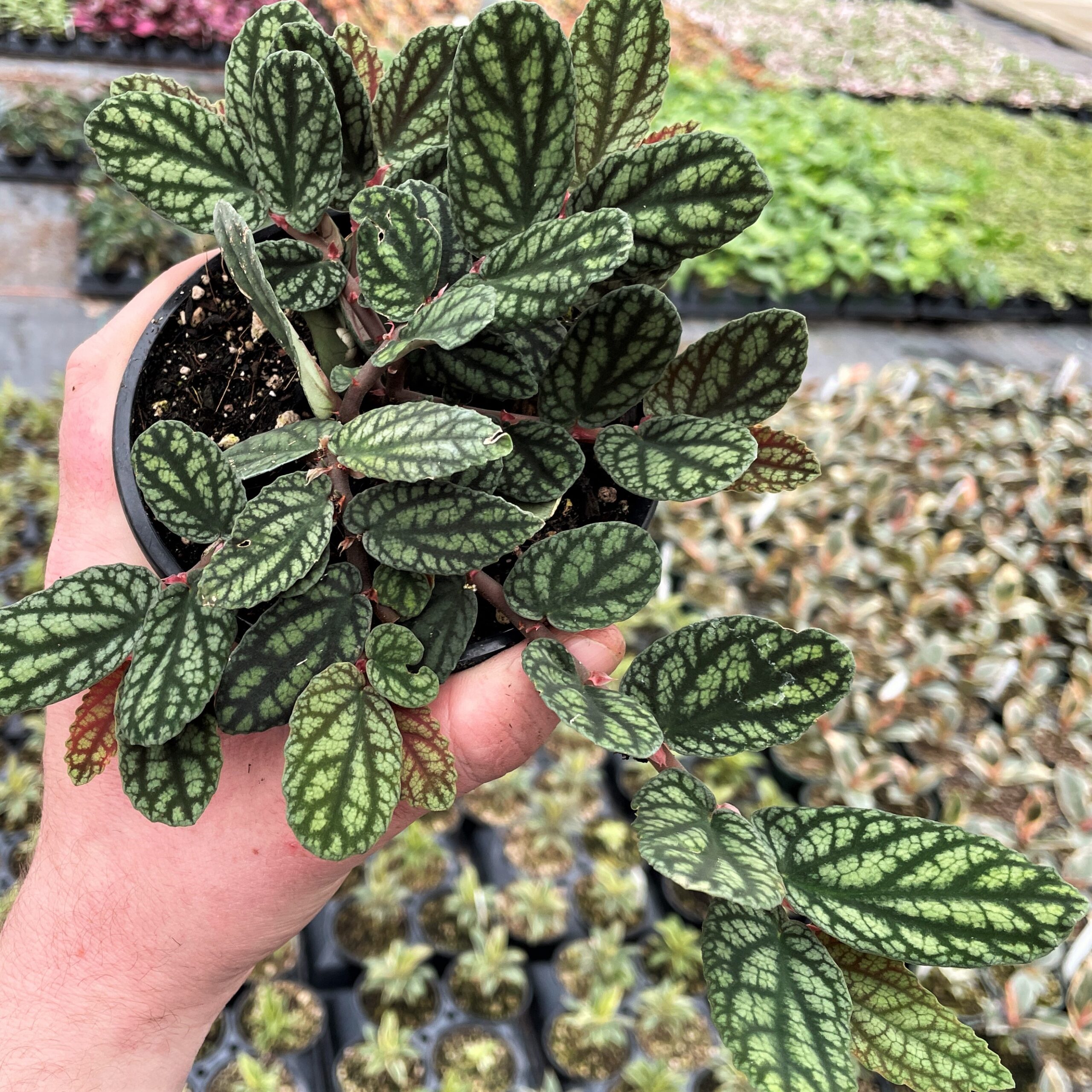 Pellionia pulchra – Trailing Watermelon Vine, Rainbow Vine, Polynesian ...