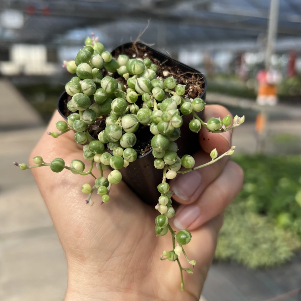 Senecio rowleyanus 'Variegata' - Variegated String of Pearls (2" Pot ...